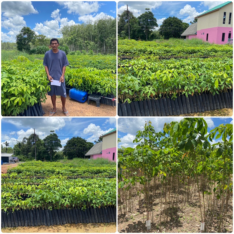 วันที่ 24 สิงหาคม 2566 ออกตรวจแปลงขยายพันธุ์ต้นยางเพื่อการค้า จ.นครศรีธรรมราช จำนวน 1 ราย ...