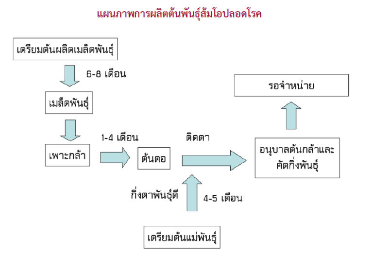 การผลิตต้นพันธุ์ส้มโอปลอดโรค – ศูนย์วิจัยและพัฒนาเมล็ดพันธุ์พืชขอนแก่น